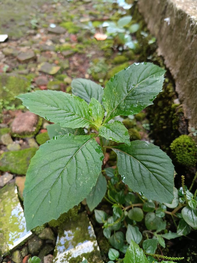 Plants green stock image. Image of wild, plants, green - 375702059