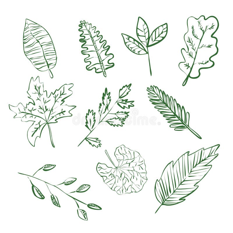 Plants Green Leaves Linear Contour Set of Ten Stock Vector ...
