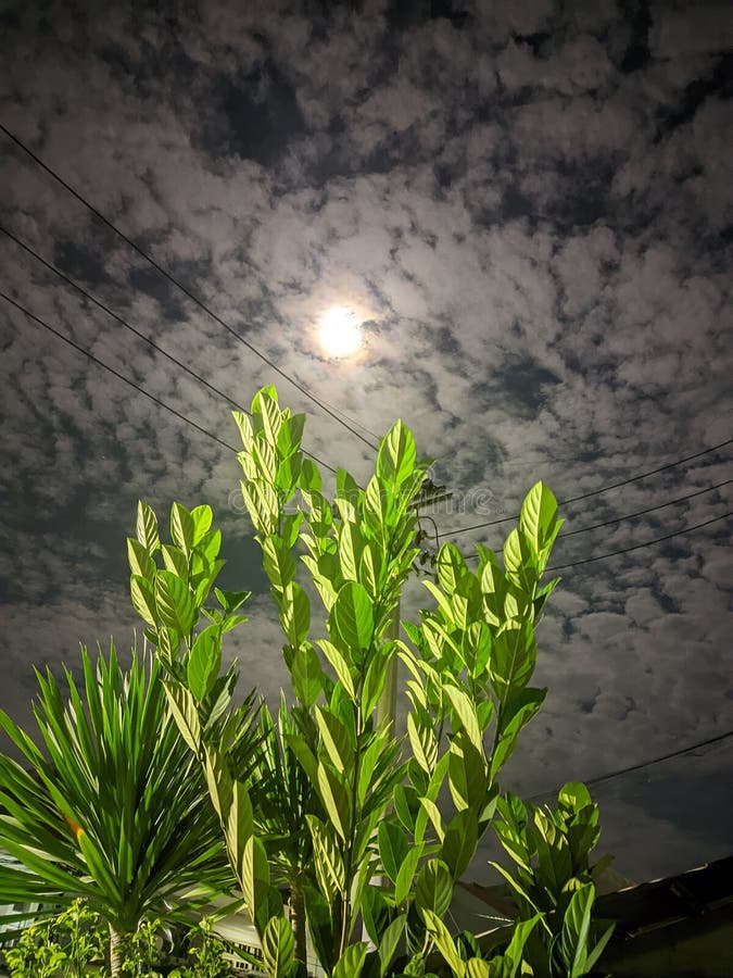 Plants with Green Leaves Under the Light of the Night Moon Stock Image ...