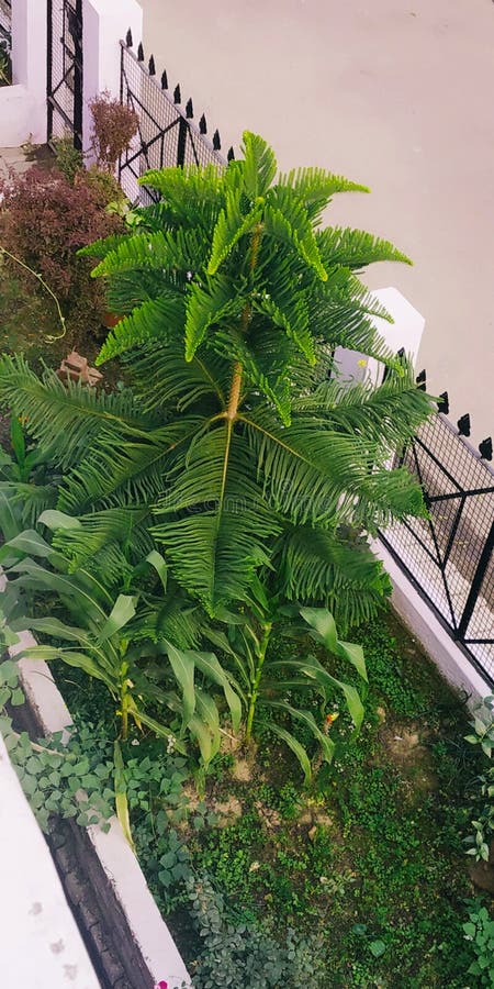 Plants stock image. Image of outside, road, side, green - 138356145