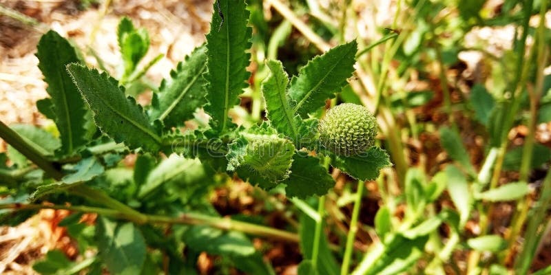 Green seed plants stock image. Image of growing, flowers - 151377739