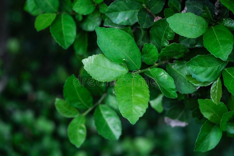 Plants Green Spring Carpeted the Ground, Natural Background, Leaf ...