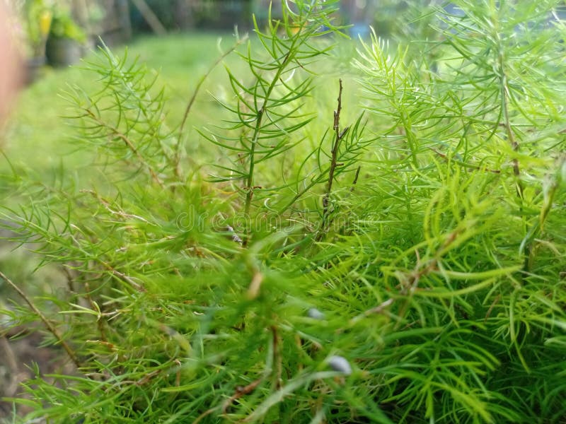 Plants with Green Stringy Leaves that are Nice and Unique Stock Photo ...