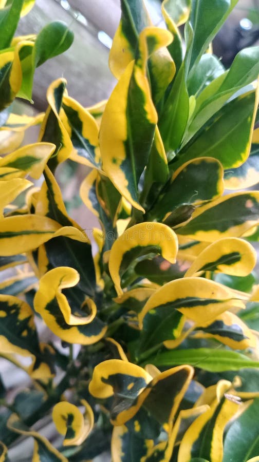 Plants with Green Yellow Curly Leaves Stock Image - Image of garden ...