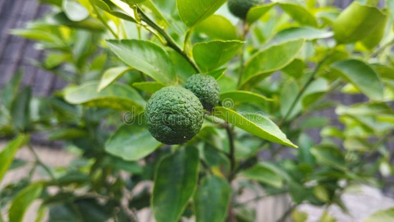 Plants, Greenery, Lime Tree, Wallpaper, Green Leaf, Landscape. Stock ...