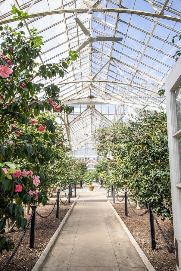 Plants in the greenhouse stock photo. Image of tree - 274030346
