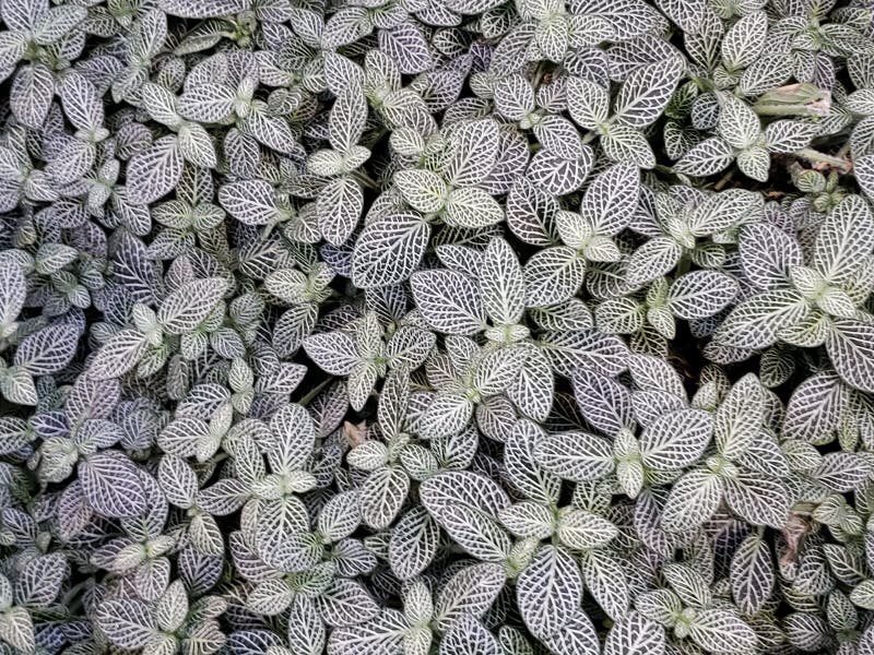 Plants ground cover stock image. Image of plants, light - 135340777