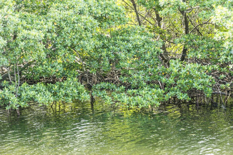 Plants Grow at the Bank of the Lake Stock Image - Image of sweet ...