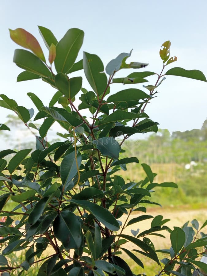 Areas Hilly Plants Stock Photos - Free & Royalty-Free Stock Photos from ...