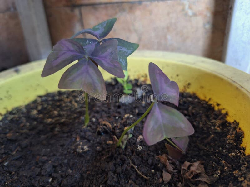 Plants Grow and Bloom in the Morning Stock Photo - Image of plants ...