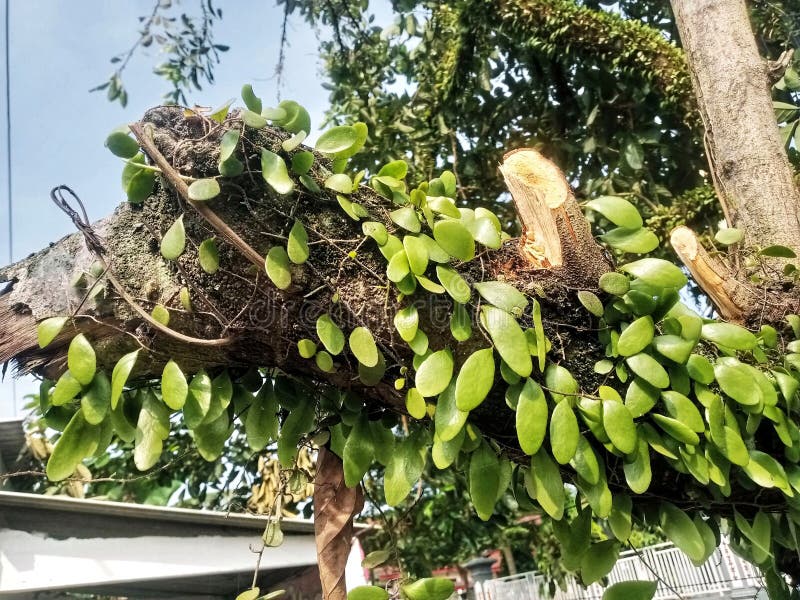Plants that Grow by Climbing on Rambutan Tree Trunks Stock Photo ...