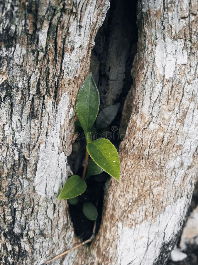 Plants that Grow Inside Tree Trunks Stock Photo - Image of plants, grow ...