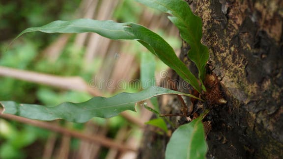 Plants grow on other trees stock photo. Image of grow - 357580224