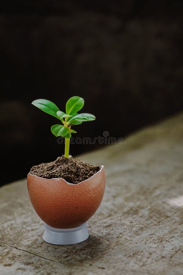 Plants Grow in Pots from Chicken Egg Shells Stock Image - Image of ...