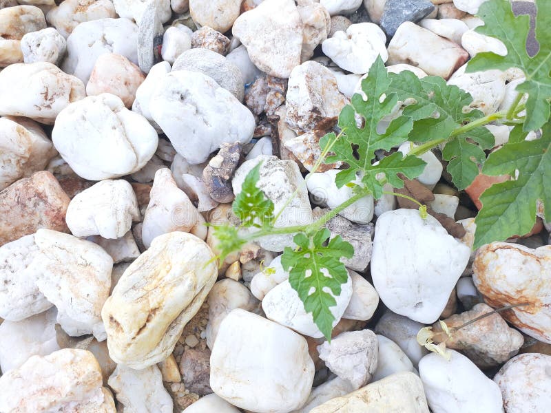Plants that Grow between Rocks Stock Image - Image of plants, grow ...