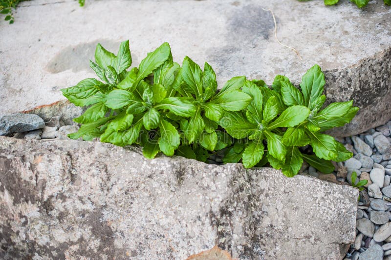 Plants Grow through the Rocks Stock Image - Image of pebble, natural ...