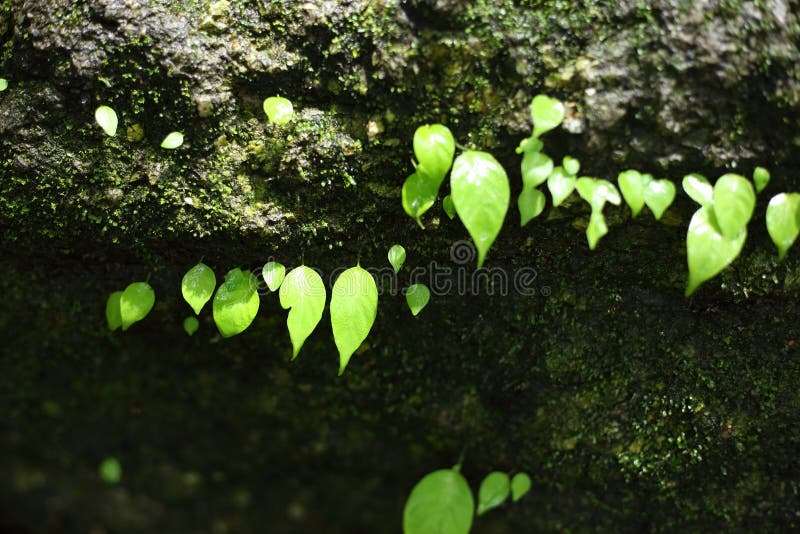 Plants that Grow on Rocks in the Waterfall Stock Image - Image of petal ...