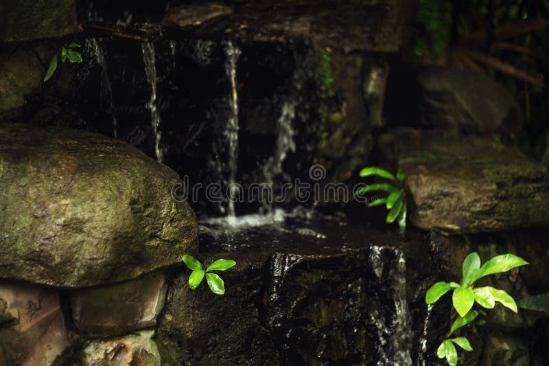Plants that Grow on Rocks, Waterfalls, and Have High Humidity Stock ...