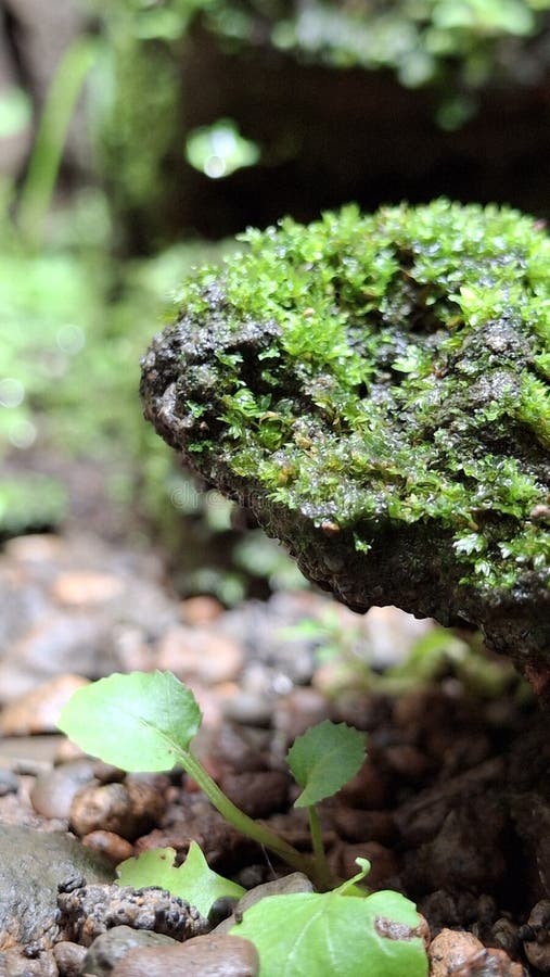 Grass and moss stock image. Image of color, moss, wall - 227871849