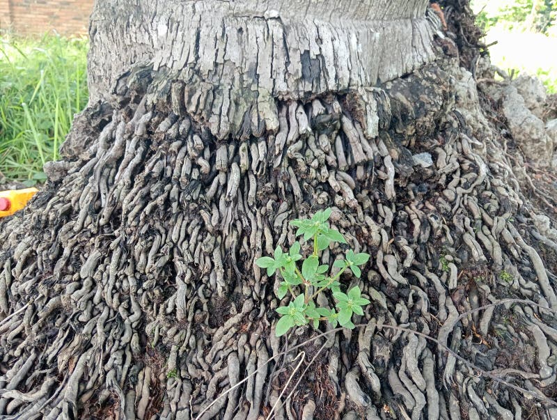 Plants that Grow on Tree Roots Stock Photo - Image of background ...