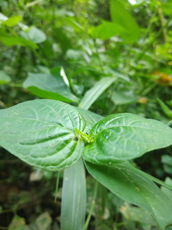 Plants that Grow Wild in the Wild Usually Grow Around the Garden Stock ...