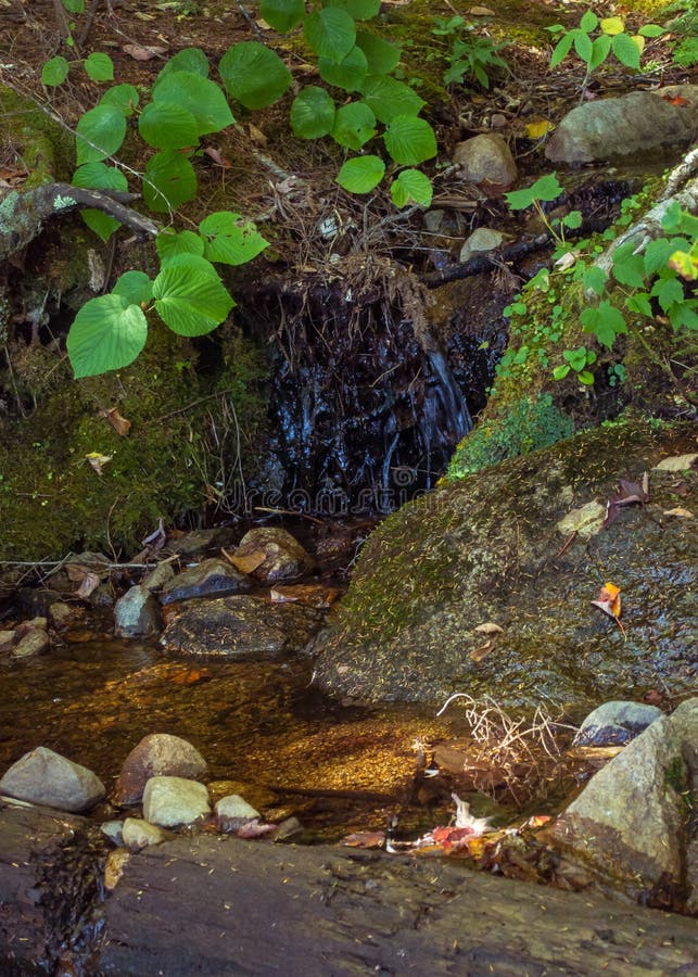 Plants Growing Along Mountain Forest Stream Stock Photo - Image of dark ...