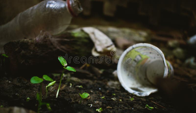 Plants Growing Amidst Garbage and Plastic Stock Photo - Image of ...