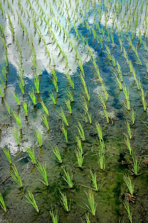 Plants Growing Around the Field Stock Image - Image of vegetation, soil ...