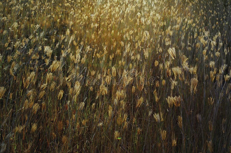 Plants Growing Around the Field Stock Photo - Image of nature, yellow ...