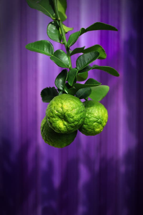 Plants Growing Around the Garden Stock Photo - Image of food, leaf ...