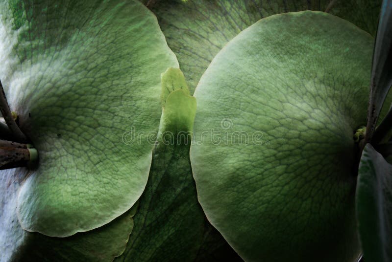 Plants Growing Around the Garden Stock Image - Image of plants, petal ...