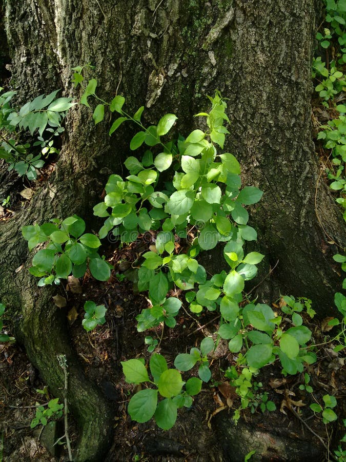 Plants growing around tree stock image. Image of nature - 175237409