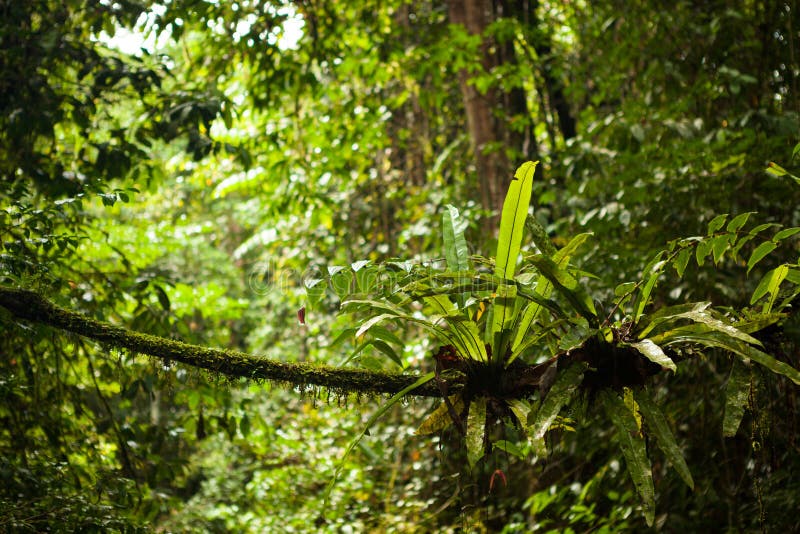 Plants Growing in Branch at Borneo Rainforest Stock Image - Image of ...