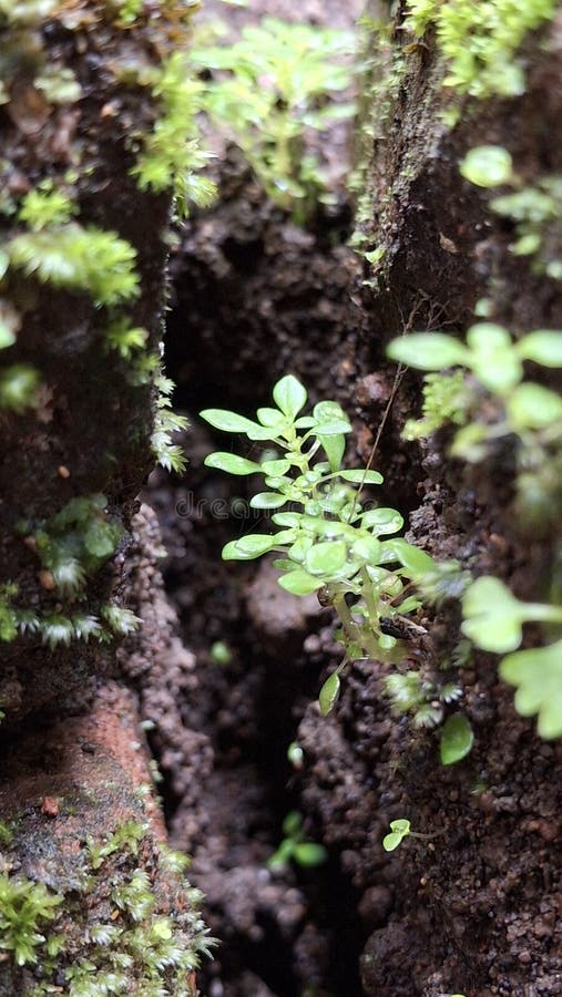 Plants Growing between Bricks, it& X27;s Amazing Stock Photo - Image of ...