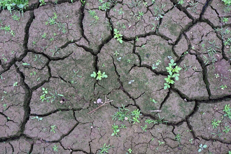 The Plants Growing on Crack Soil. Stock Photo - Image of environment ...