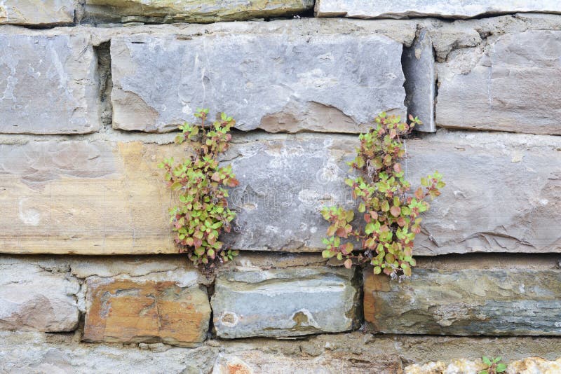 Plants Growing through Cracks in Stones, Closeup Stock Photo - Image of ...