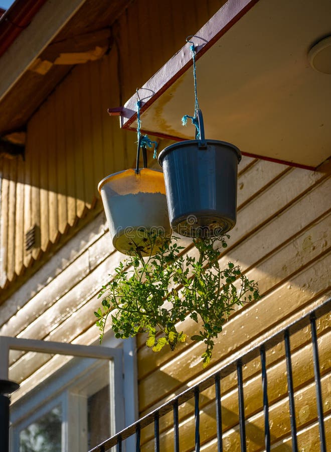 Plants Growing Downwards from Holes in the Bottom of Hanging Buckets ...