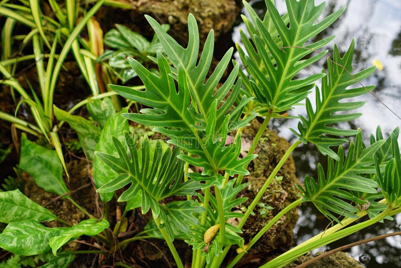 Plants Growing on the Edge of a Cliff Stock Photo - Image of greenery ...