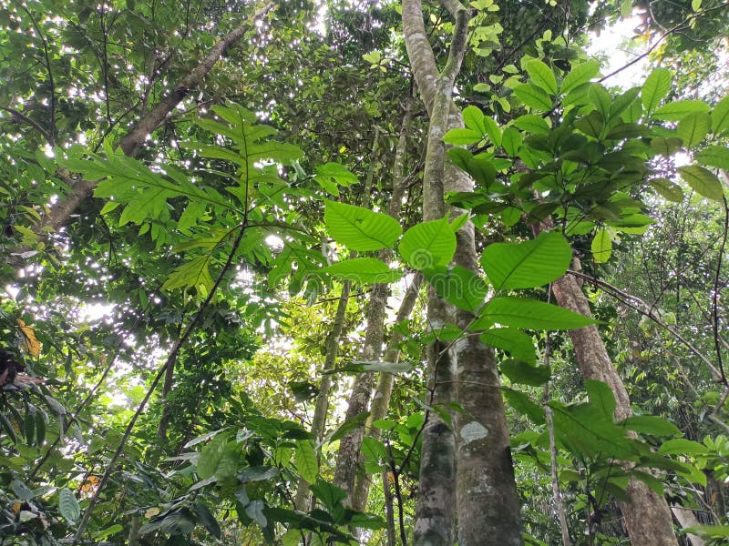 Plants are Growing so Fast at the Forest Stock Image - Image of branch ...