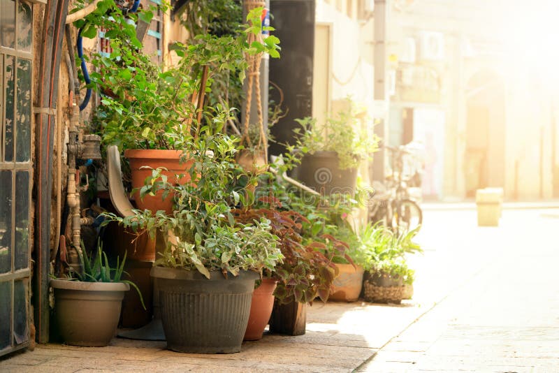Plants Growing in Flower Pots on the Street Stock Photo - Image of ...