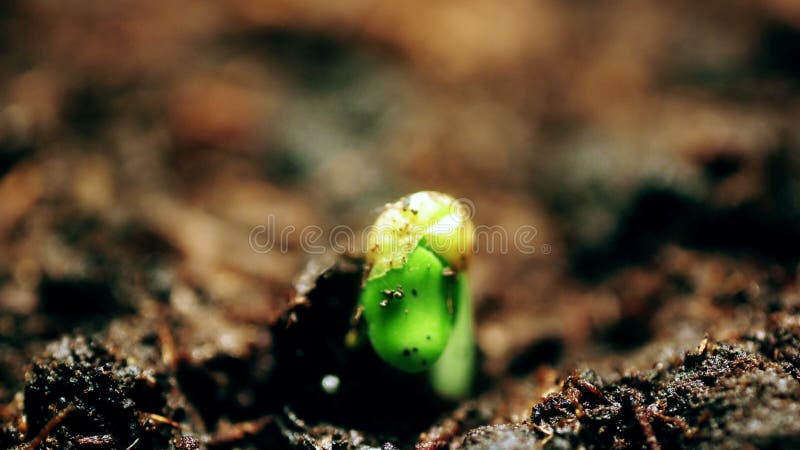 Macro Germination of Corn Isolated on White Stock Image - Image of ... Macro Germination of Corn Isolated on White Stock Image - Image of ...