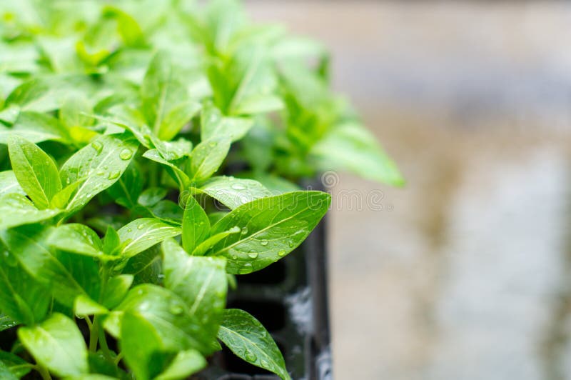Plants growing stock photo. Image of clean, gardening - 70391796