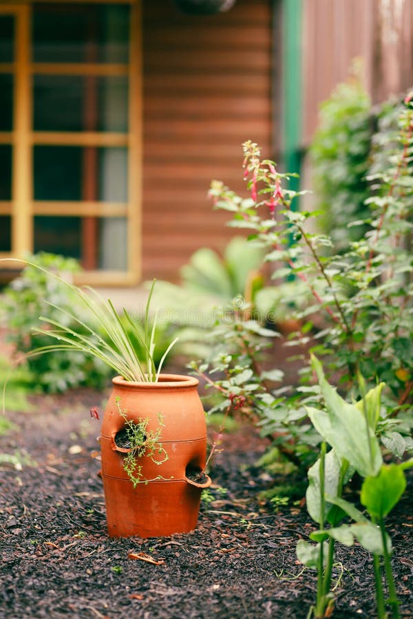 Plants Growing in Lush Fernery Setting Stock Image - Image of tolerant ...