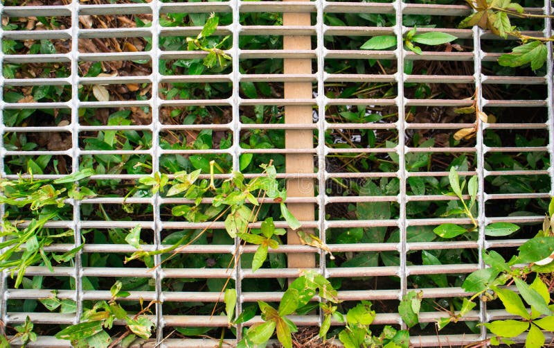 Plants Growing through Metal Grate. South Carolina Park Path Stock ...