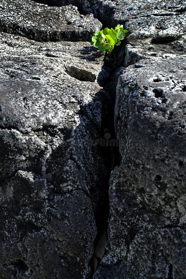 Plants Growing Out of Rocks Showing Fortitude and Persistence Stock ...