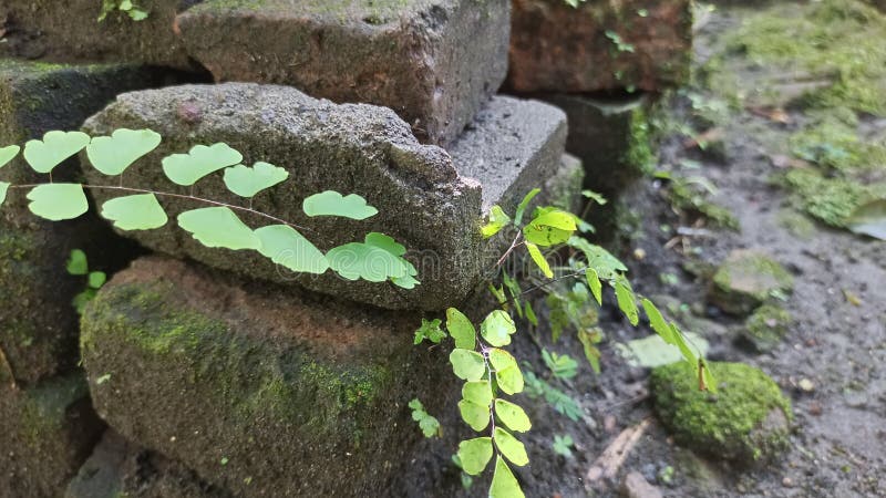 Plants Growing between Piles of Bricks Stock Photo - Image of jungle ...