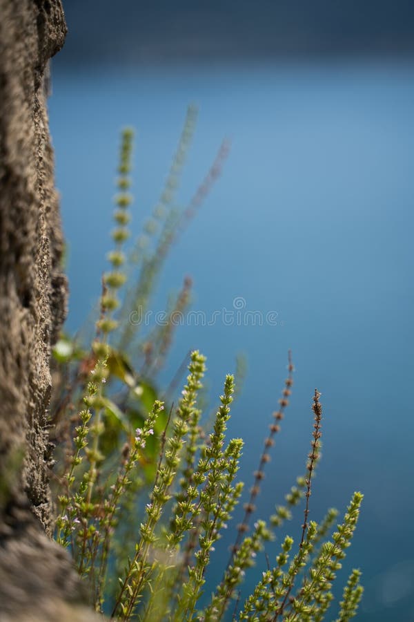 Plants Growing from a Rock on a Cliff. Stock Photo - Image of ...