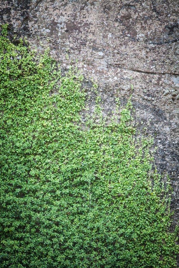 Plants growing on rock stock photo. Image of nature, outdoor - 81200996