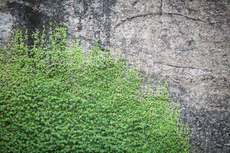 Plants growing on rock stock image. Image of bush, rock - 81766417