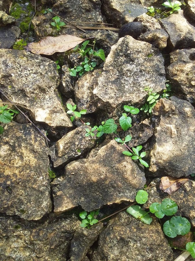 Plants Growing among the Rocks. Stock Image - Image of geology, rock ...